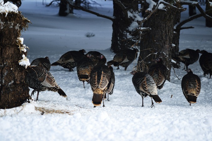 Photos of Life in Cache Valley: Turkeys in the Pines